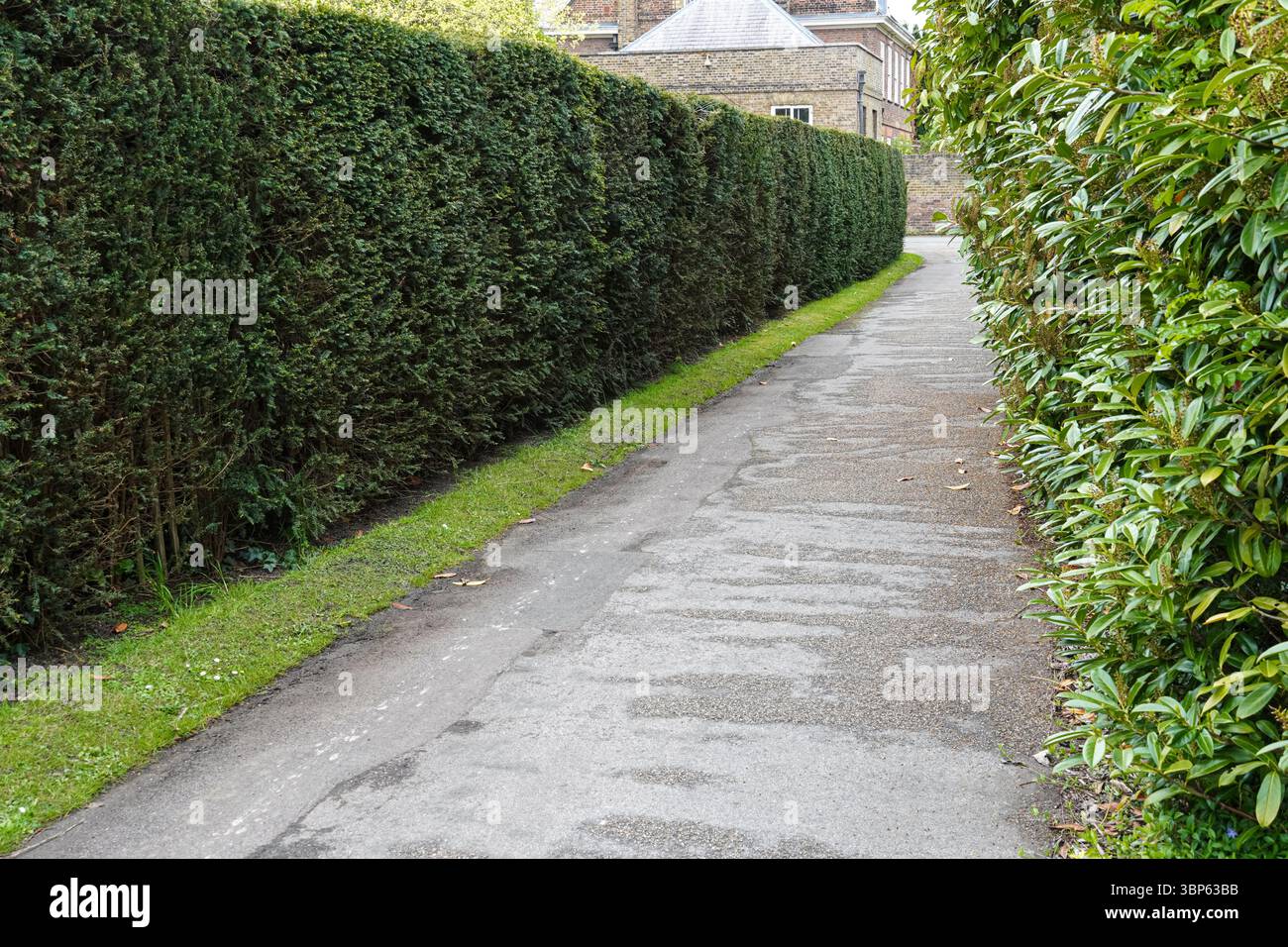 A trimmed hedge, planted along footpath in a garden, England United ...