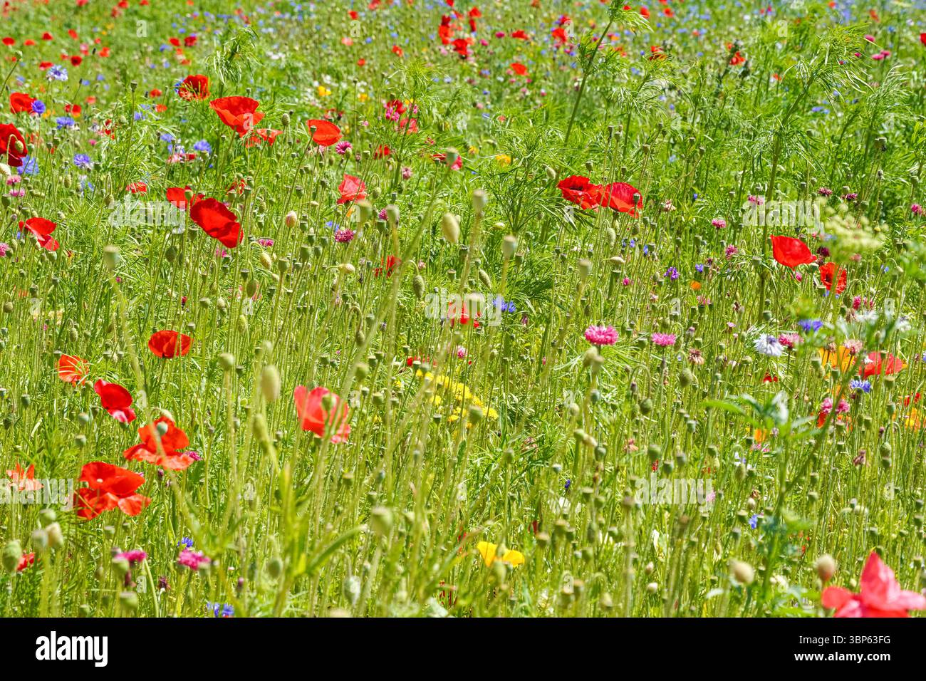 Poppies on summer meadow hi-res stock photography and images - Alamy