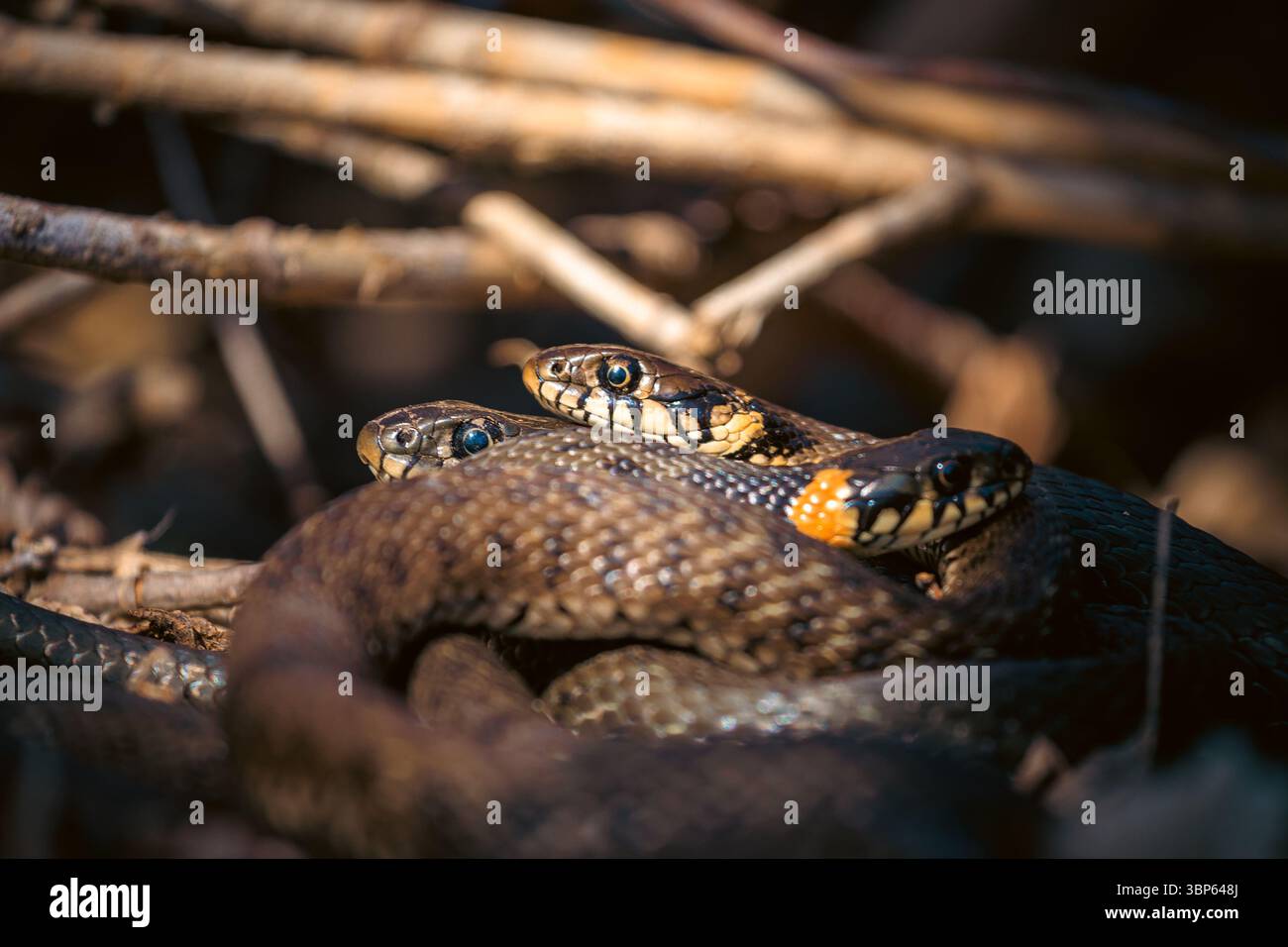 Three snakes intertwined in a striking natural pattern, forming what ...