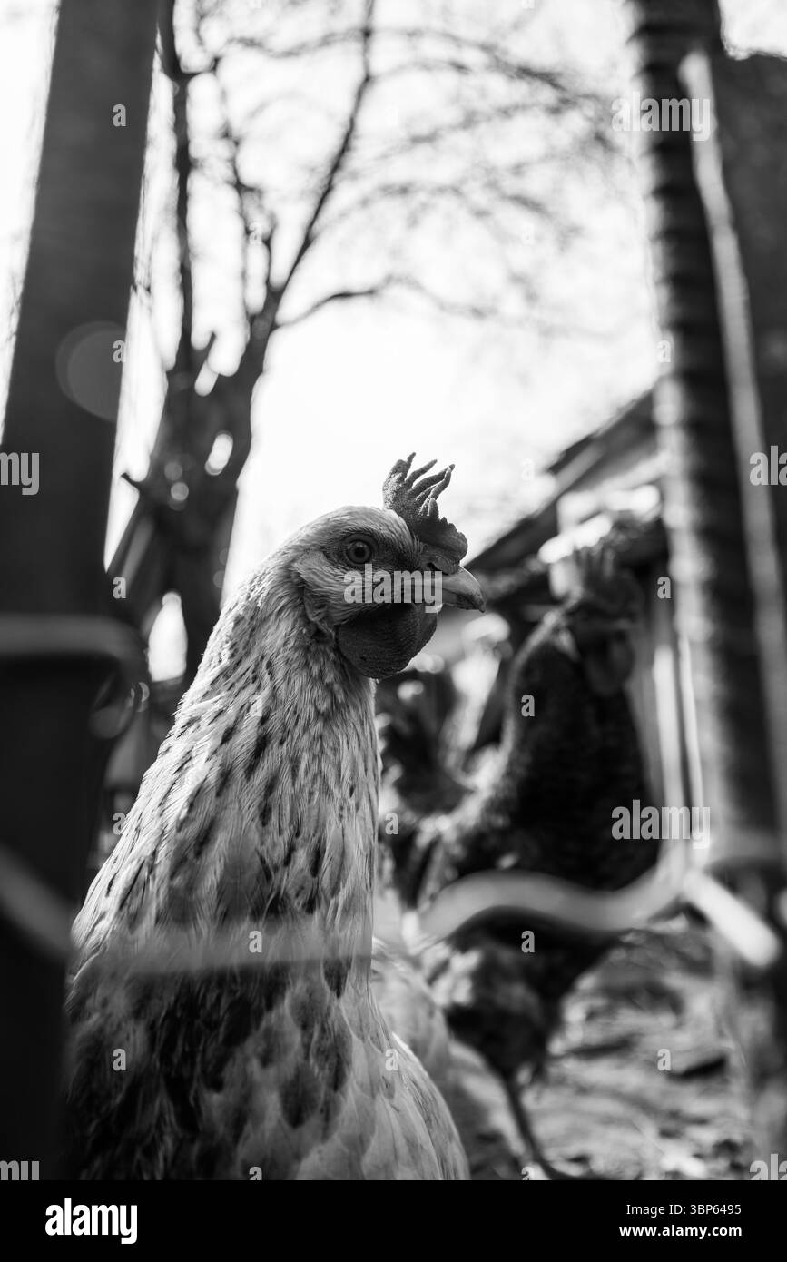 Surprised chickens hi-res stock photography and images - Alamy