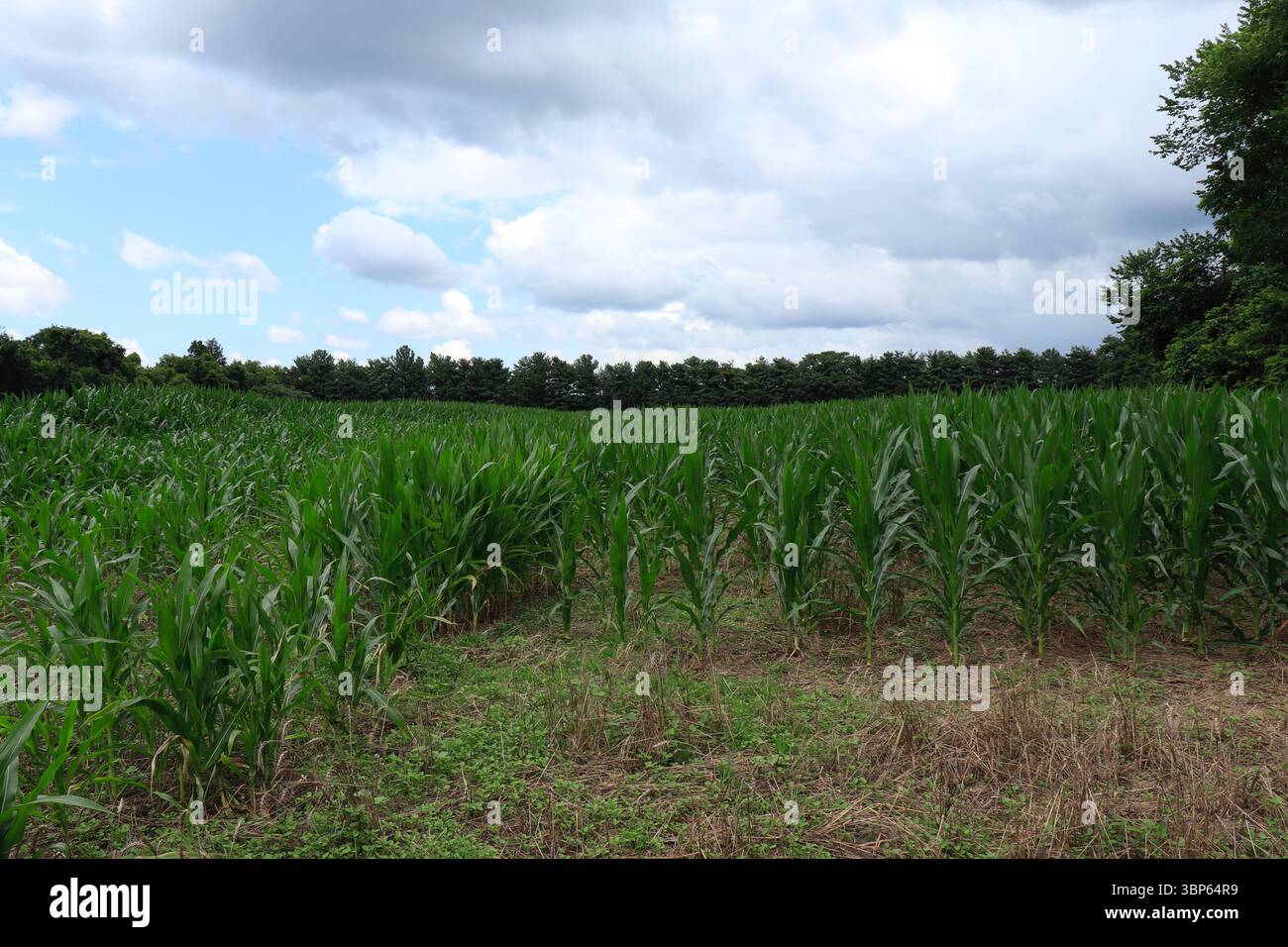 Cornfield green stalks corn hi-res stock photography and images - Alamy