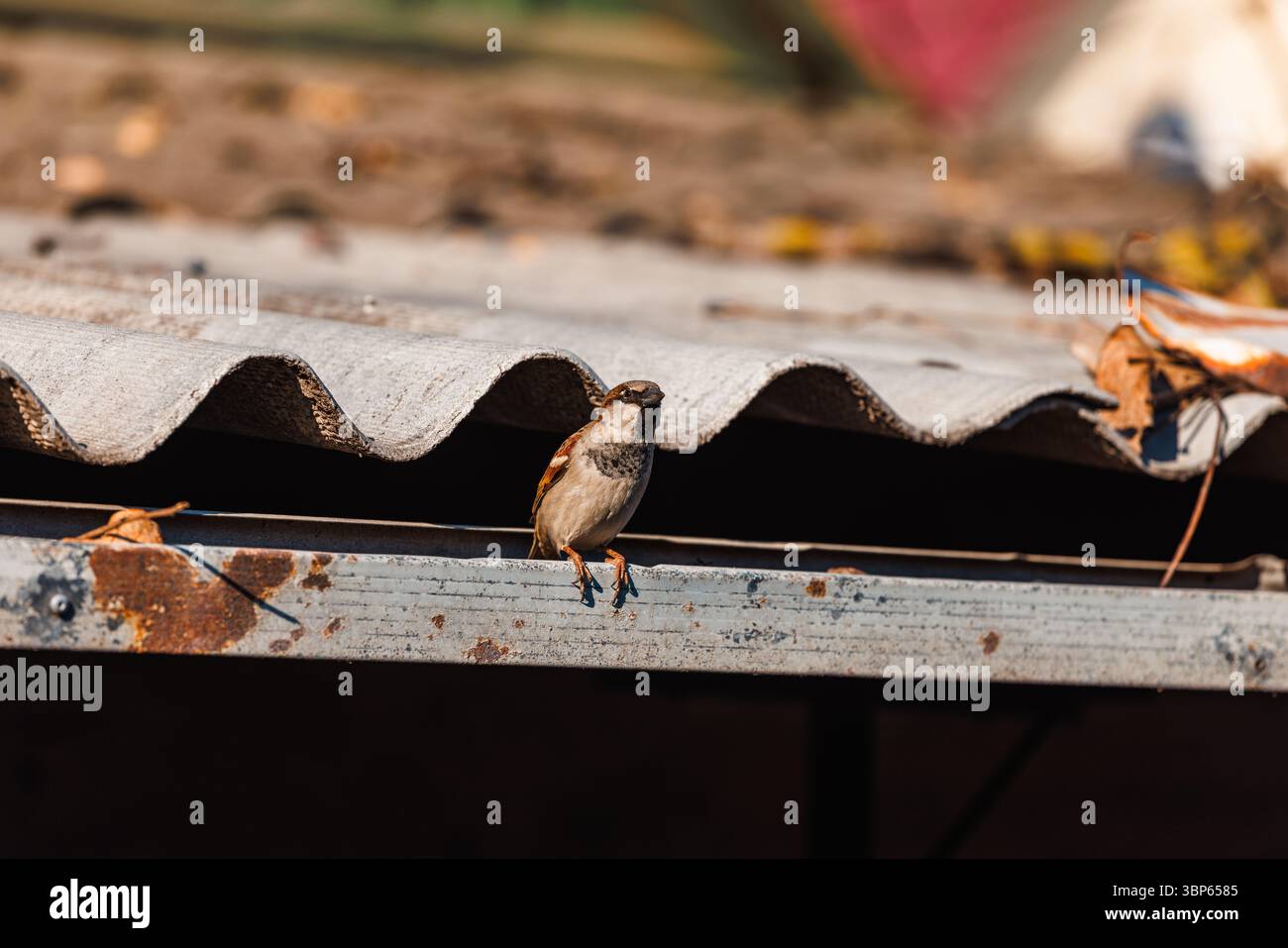 Village sparrows captured from different angles — perched on a roof, a ...