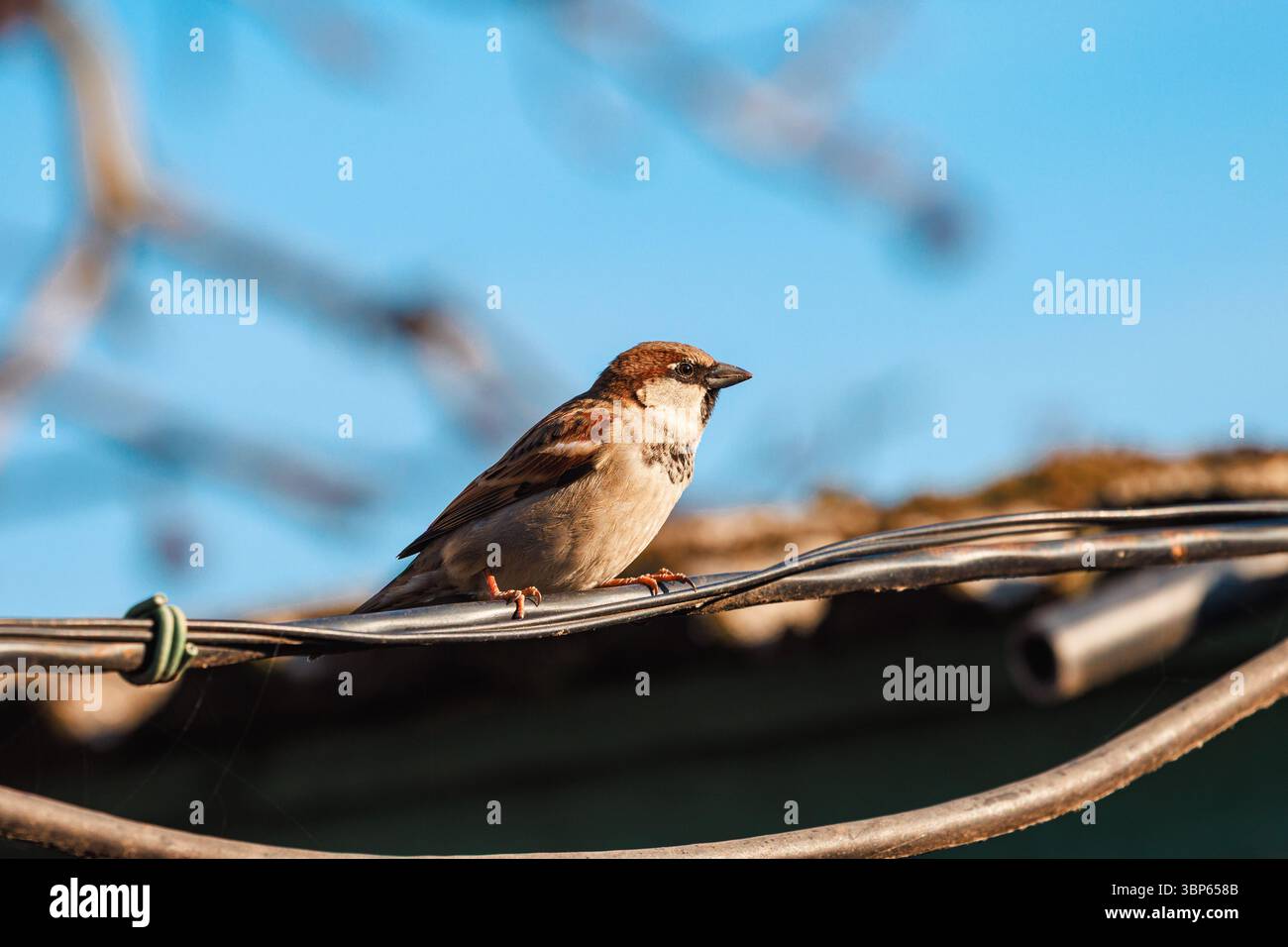 Village sparrows captured from different angles — perched on a roof, a ...