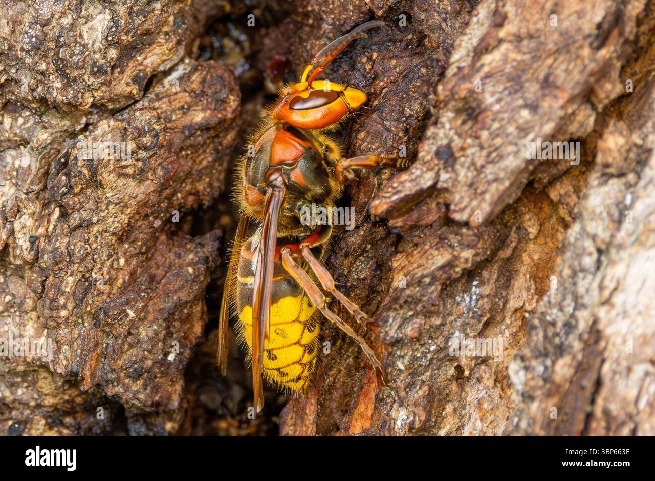 Family of fold winged wasps hi-res stock photography and images - Alamy