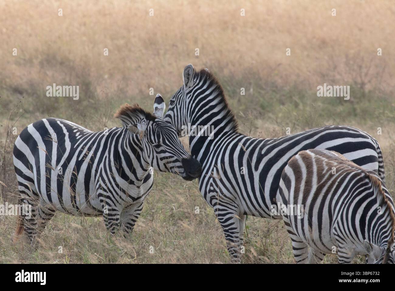 Couple portraits hi-res stock photography and images - Alamy