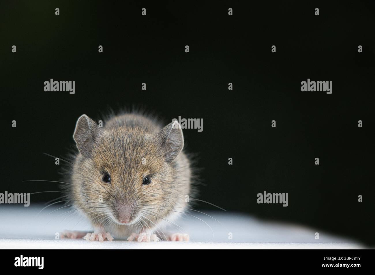 Rat and Mouse Stock Photo - Alamy