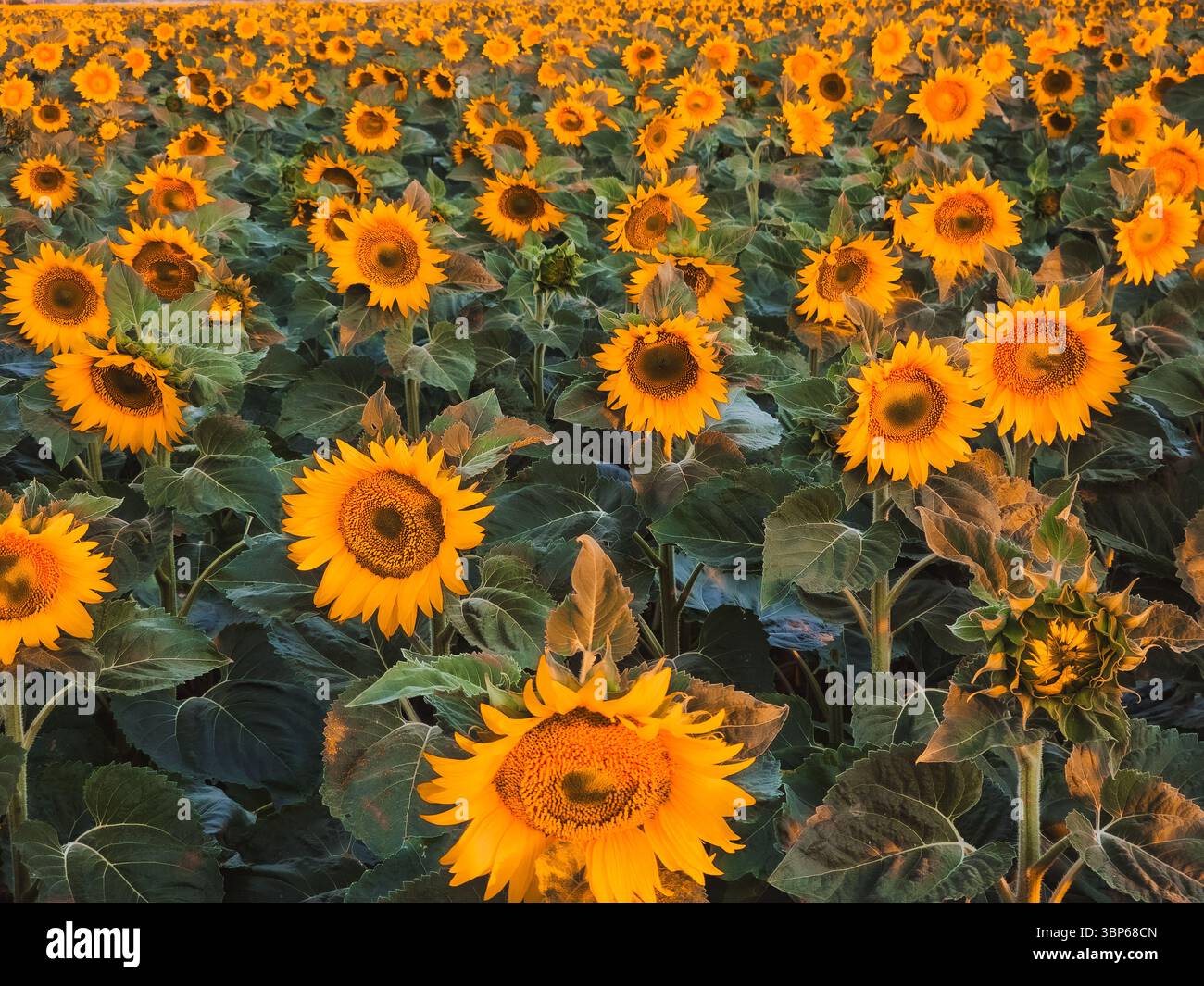 Field of blooming sunflowers at sunrise in Calarasi, Romania, June 2025 ...