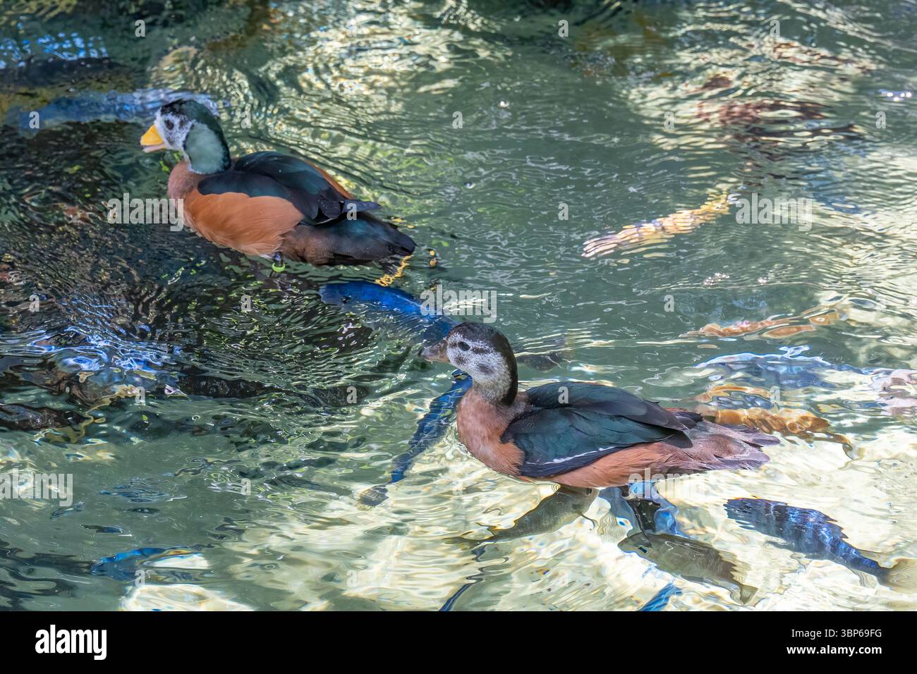 african pygmy goose swimming on water Stock Photo - Alamy