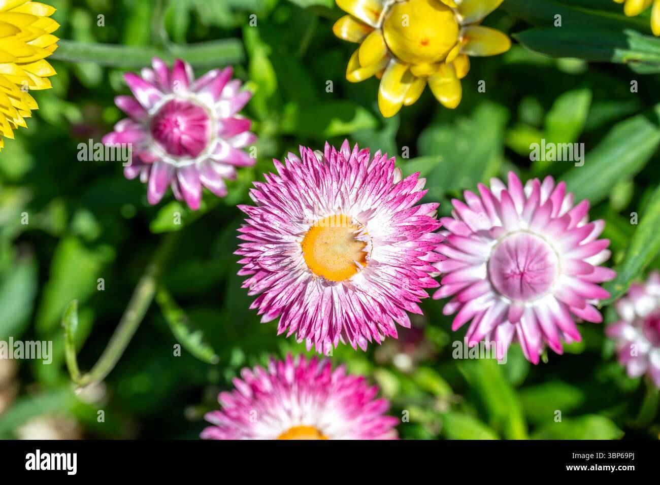 Bright pink Xerochrysum flower bloom also known as Strawflower Stock ...