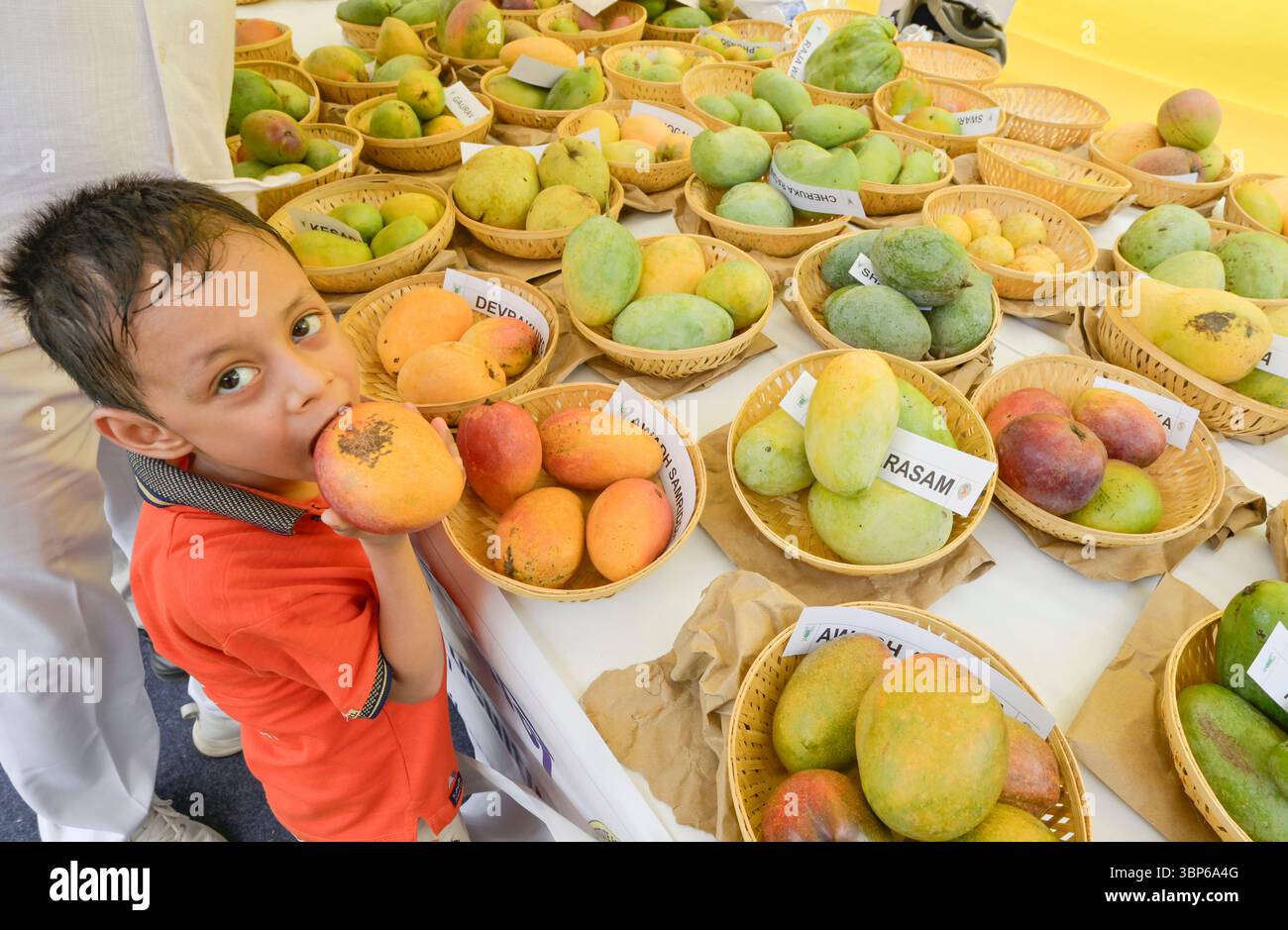 NEW DELHI, INDIA - JULY 5: Varieties of mangoes are displayed at the ...