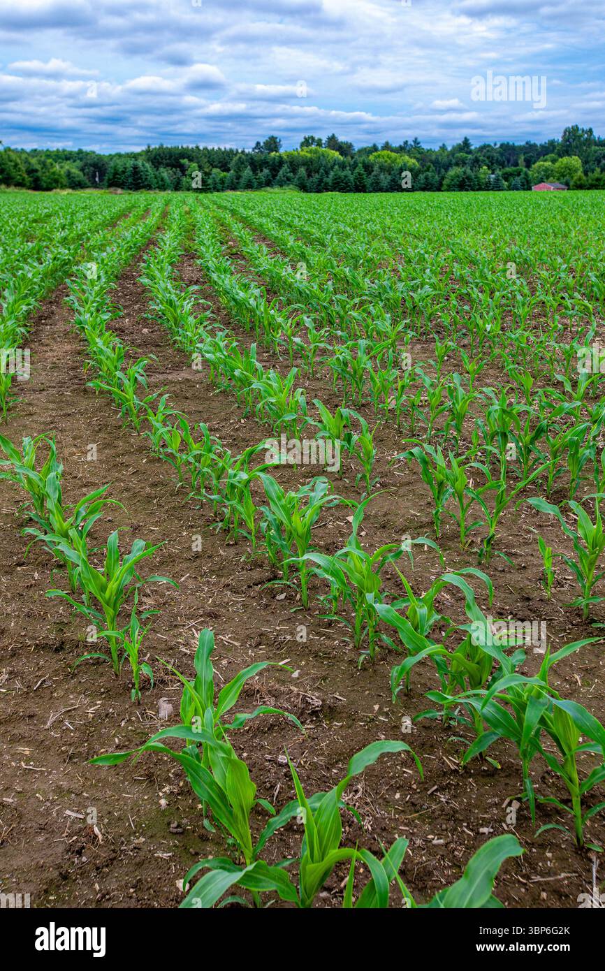 Rows of young corn stalks in a central Wiscosin farmers field in early ...