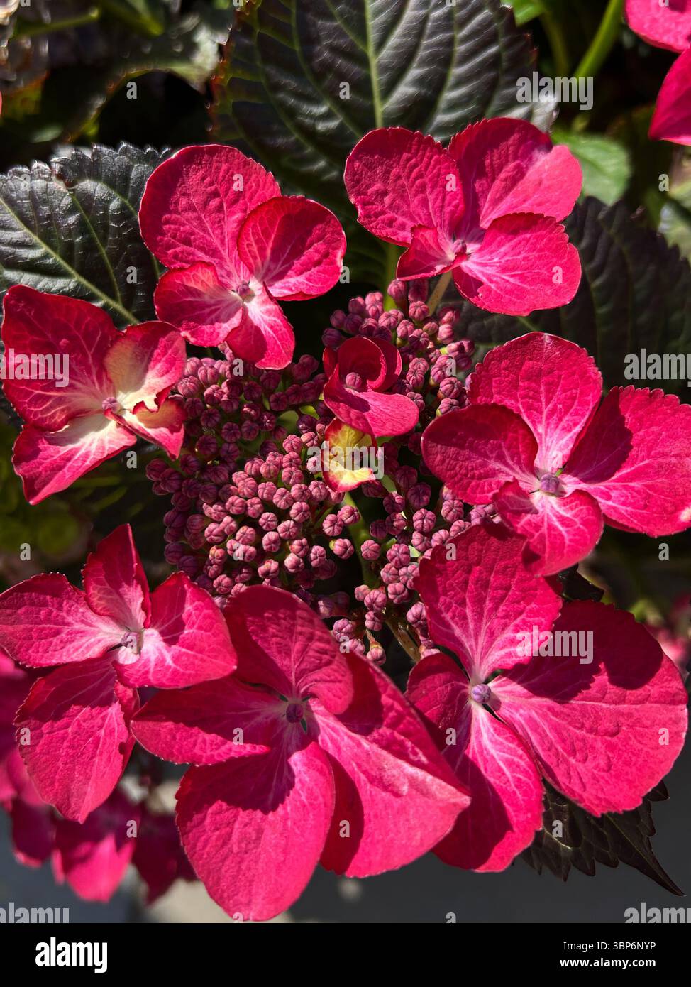 Hydrangea macrophylla Tuxedo Red Stock Photo - Alamy