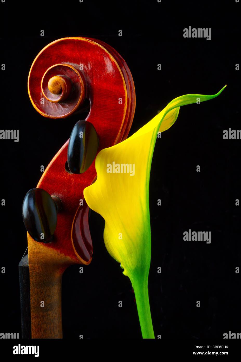 Yellow Calla lily And Violin Scroll Still Life Stock Photo - Alamy