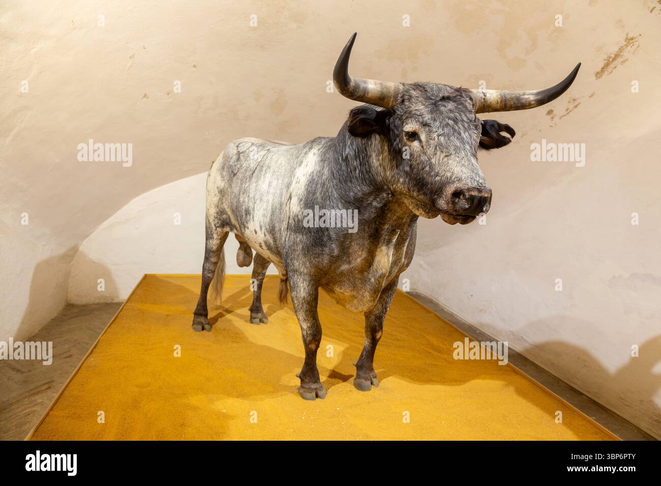 Real Life Bull Model Sculpture Exhibit, Plaza de Toros Seville Spain ...