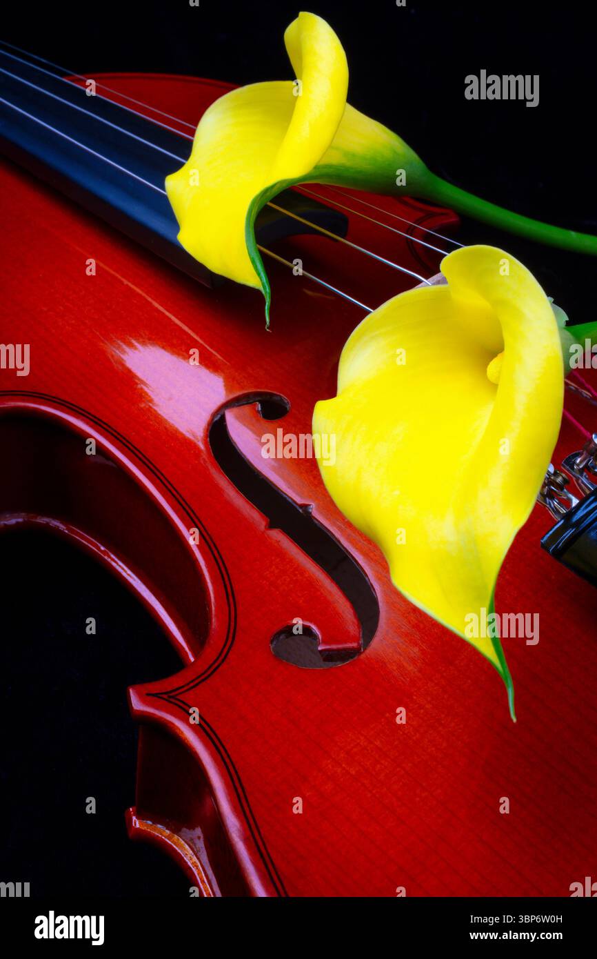 Two Yellow Calla Lilies On Violin Still life Stock Photo - Alamy