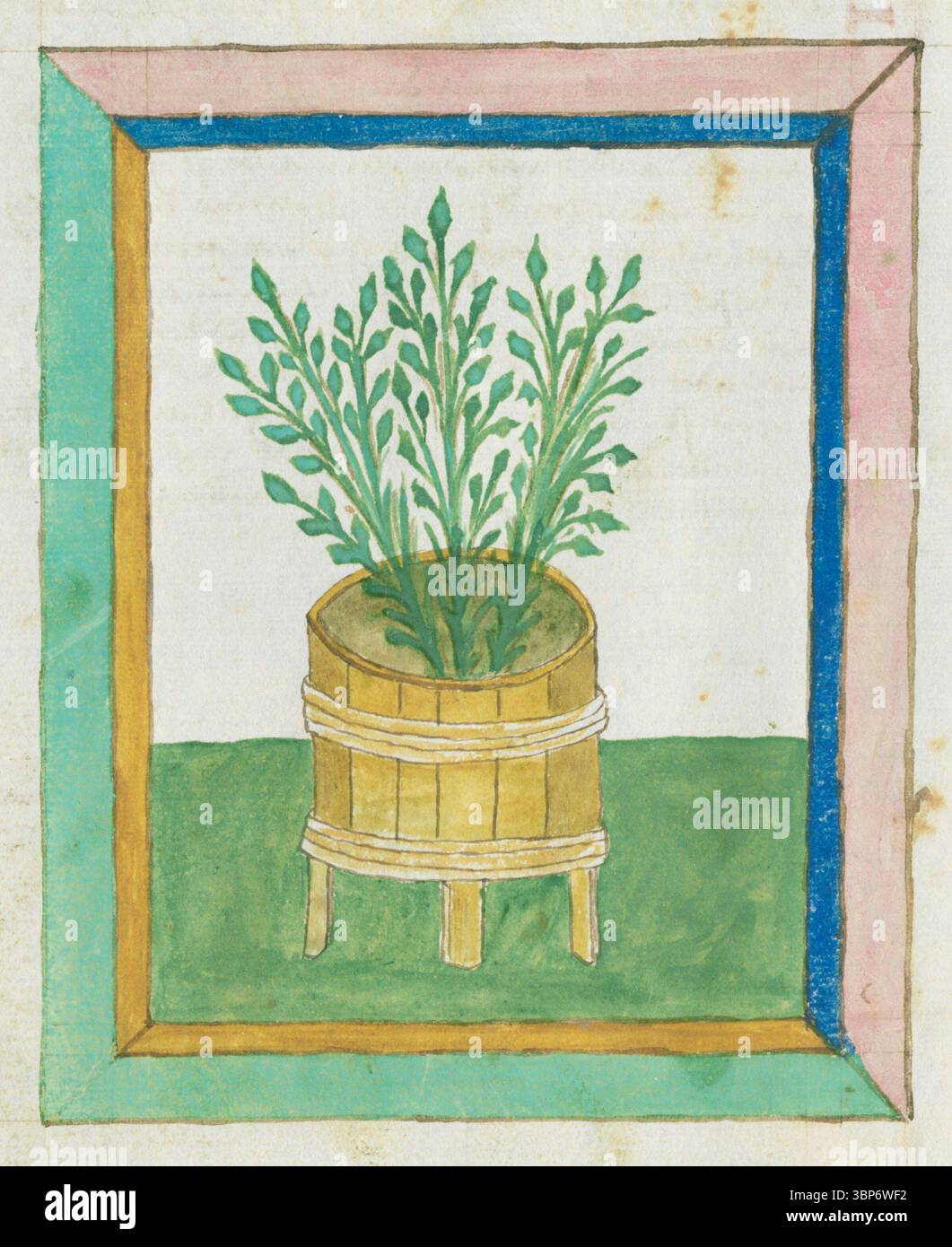 Illustration of basil from Johannes Hartlieb’s Book of Herbs, created ...