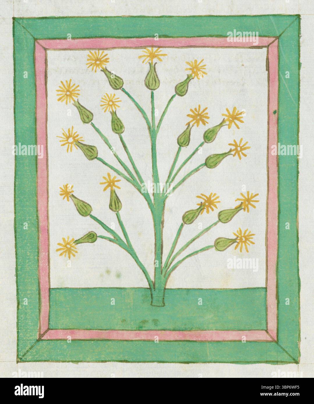 Herbs medicinal plants botanical illustration hi-res stock photography ...