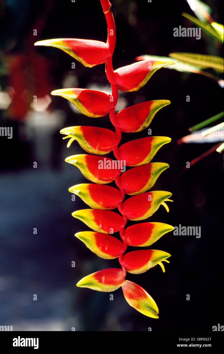 Tropical flower, Jamaica, 1992 Stock Photo - Alamy