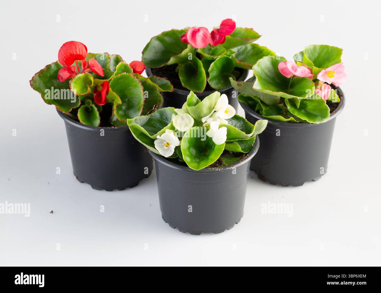 Flowering begonias in pots isolated nature background with clipping ...