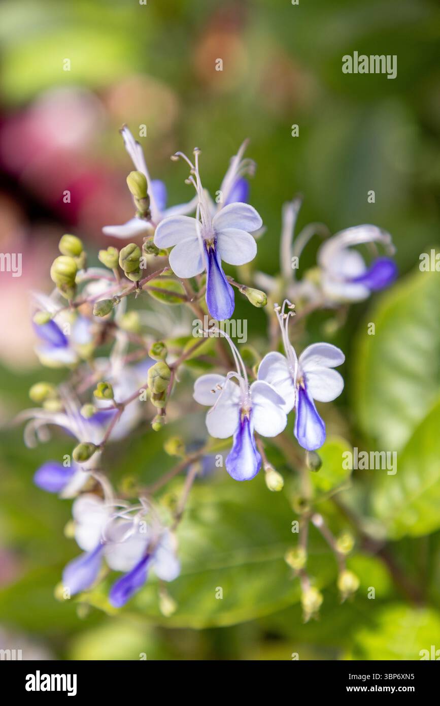 Blue butterfly bush Rotheca myricoides also called butterfly ...