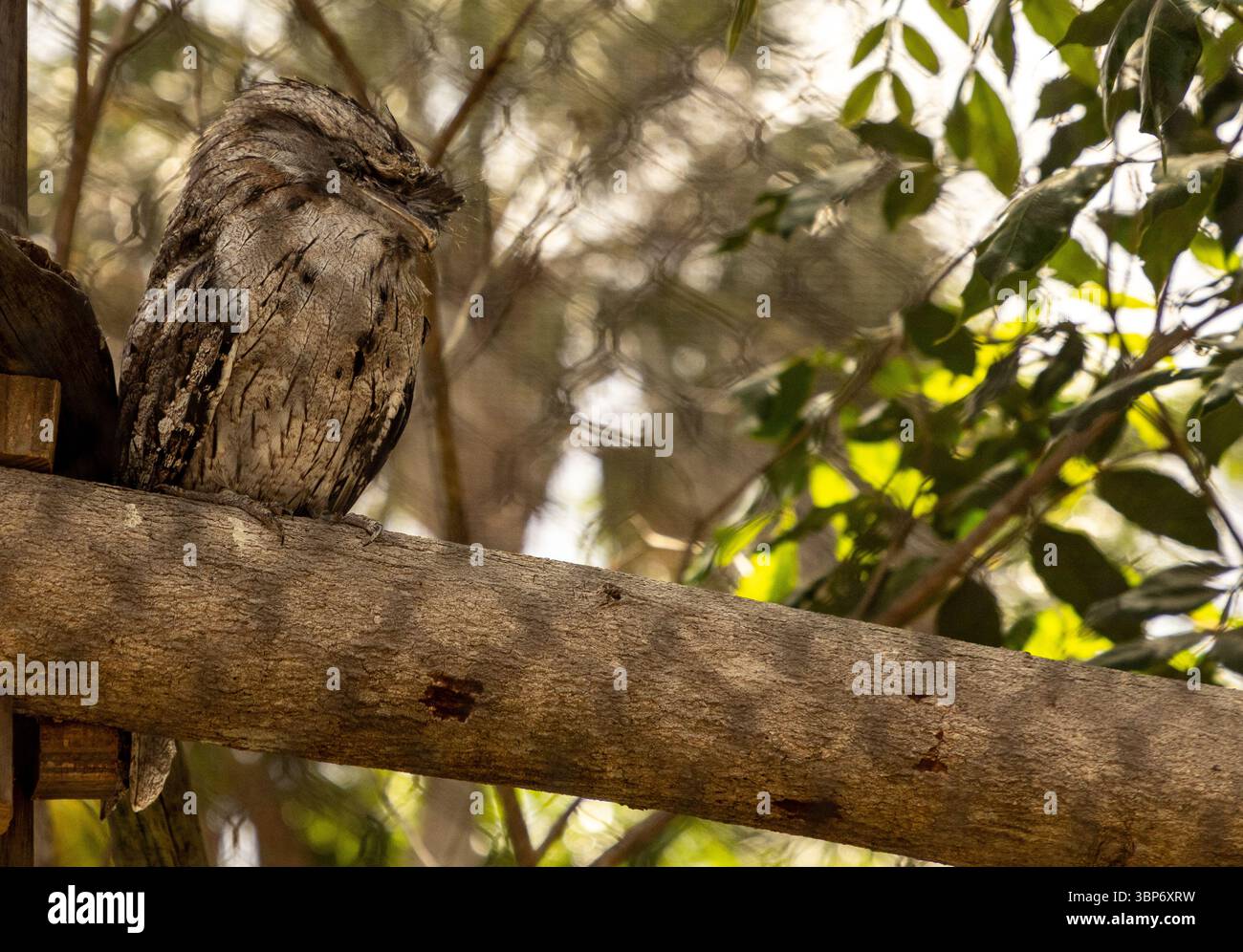 Tawny Frogmouth Podargus strigoides perches on a wood branch behind a ...