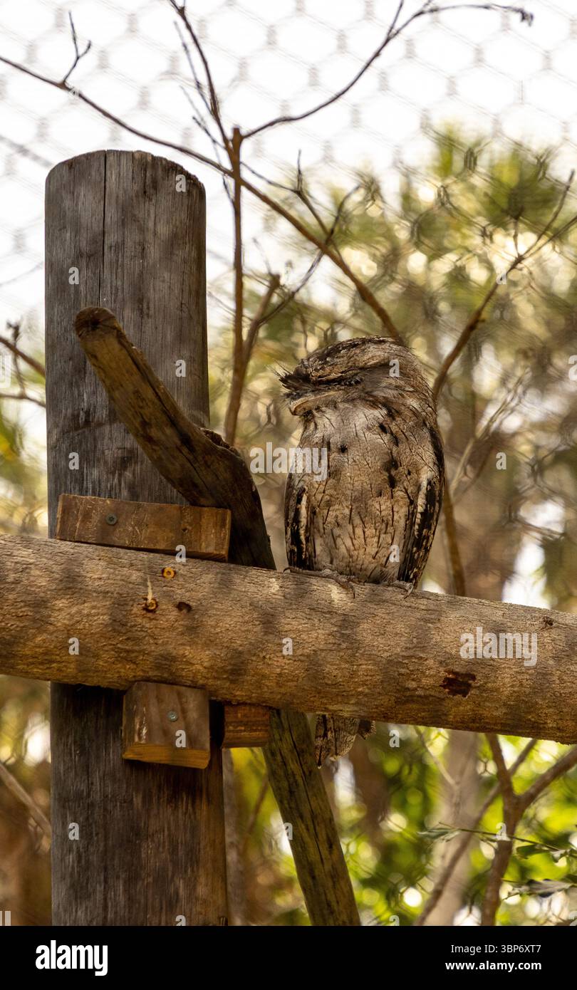 Tawny Frogmouth Podargus strigoides perches on a wood branch behind a ...