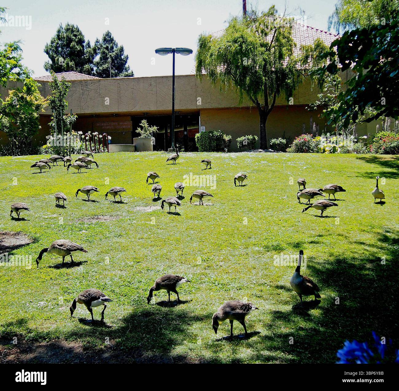 Canada Geese graze on Union City, Civic Center lawn, California Stock ...
