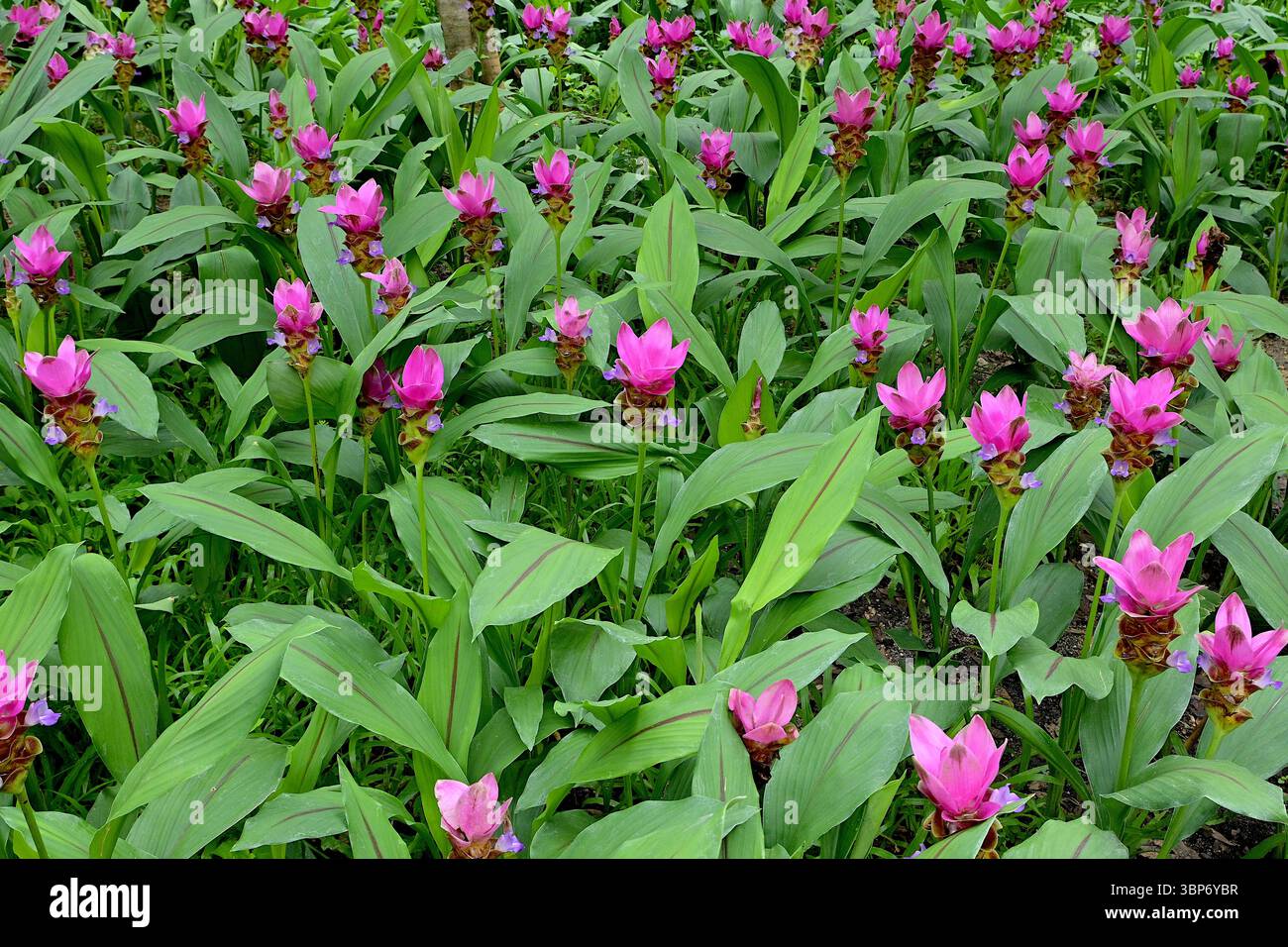 A field of blooming pink Siam Tulip flowers or Dok Krachiao, Curcuma ...