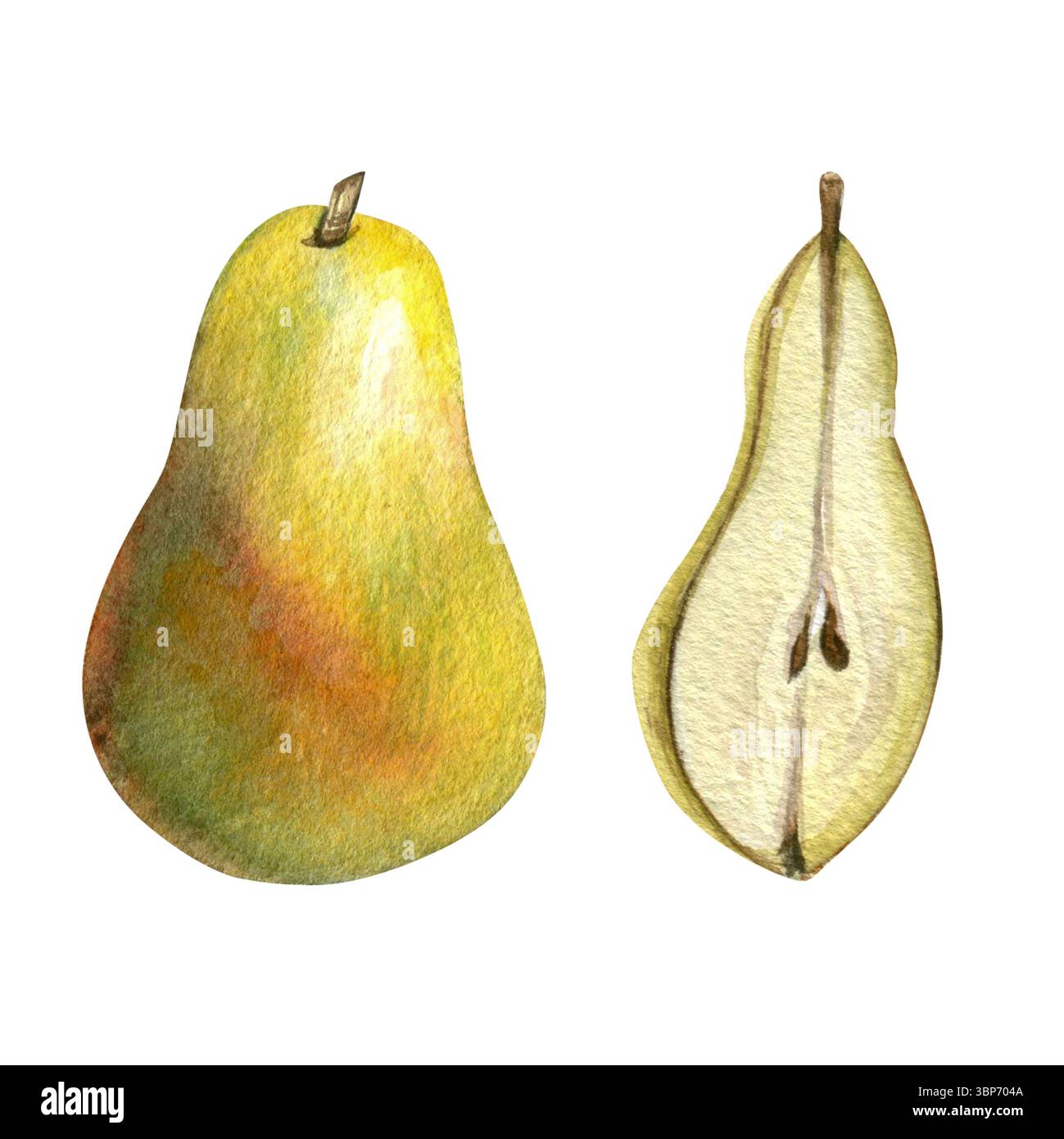 Yellow pear, half of a pear - hand drawn watercolor illustration ...
