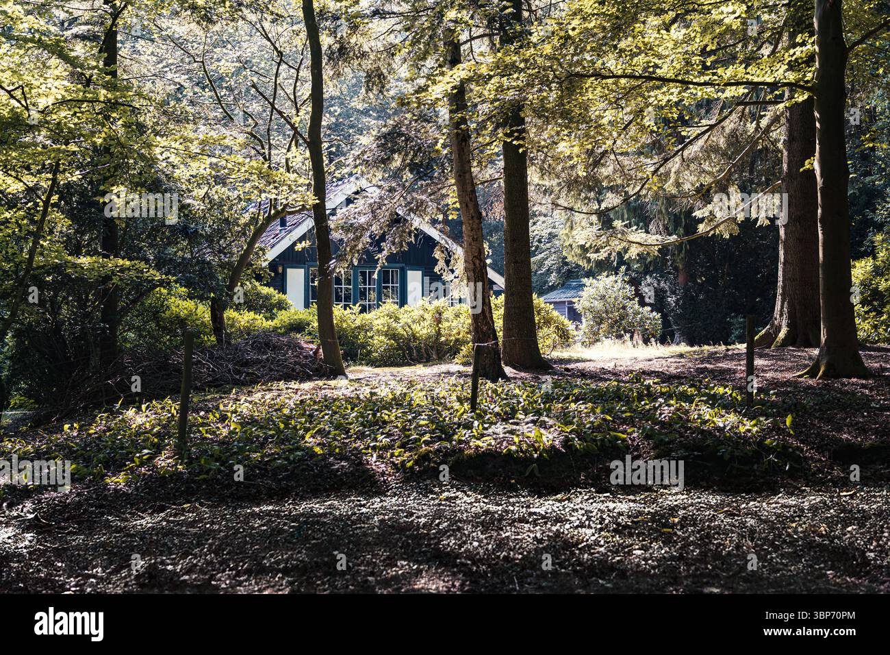 Cozy house hidden in forest hi-res stock photography and images - Alamy