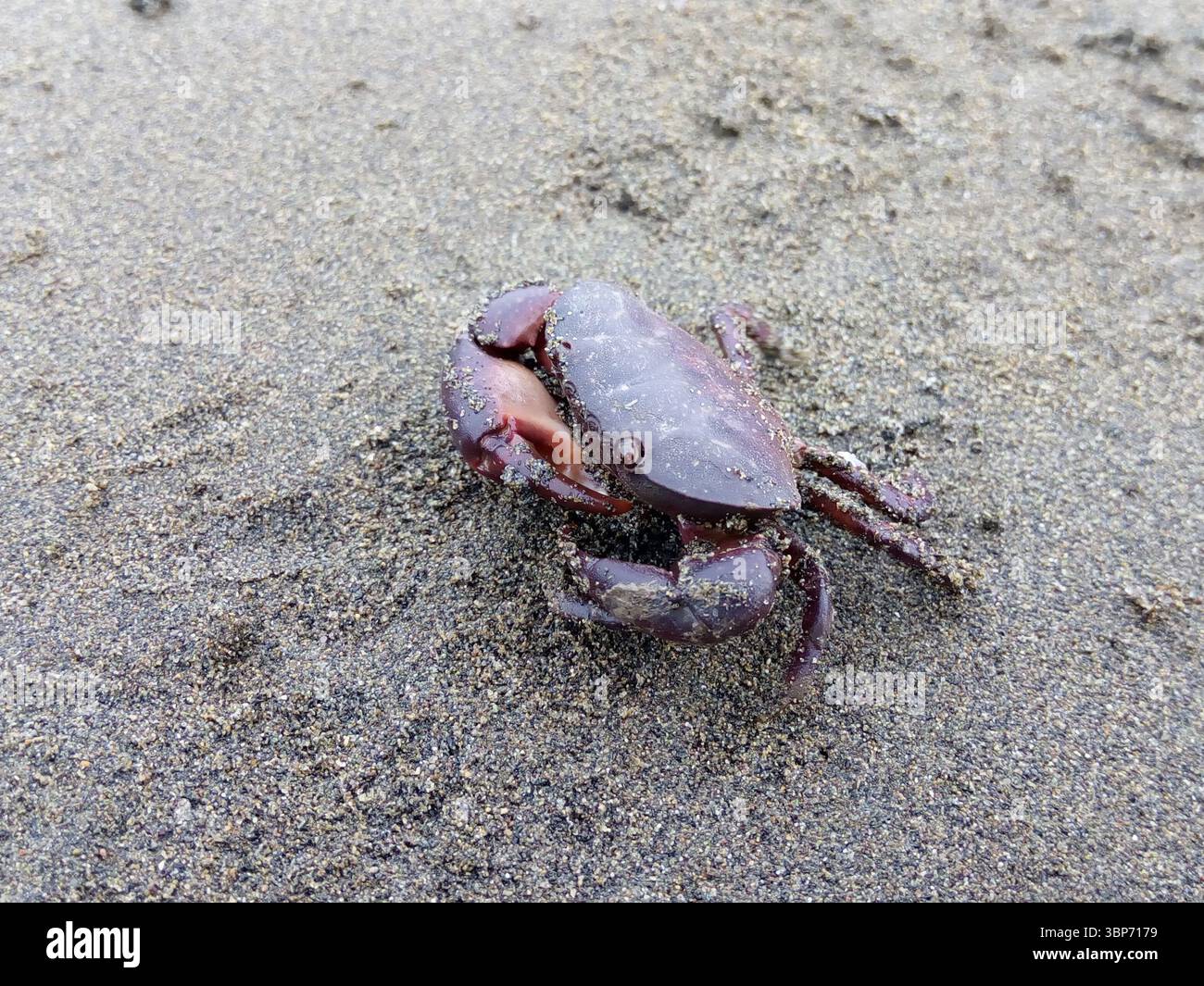 The mangrove crab (Scylla serrata) is a type of crab that lives in ...