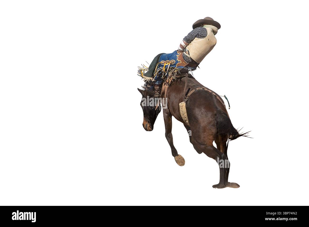 A cowboy rides a bucking horse in a saddle bronc event at a country ...