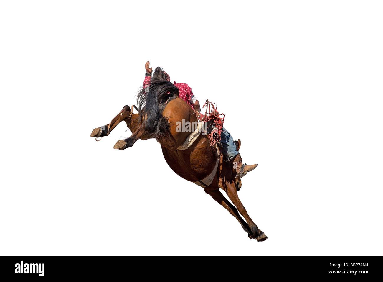 A cowboy rides a bucking horse in a saddle bronc event at a country ...