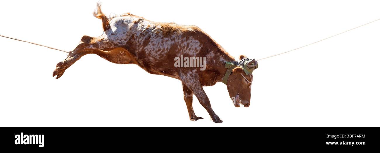A cowboy on horseback ropes a running calf in a fast-paced country ...