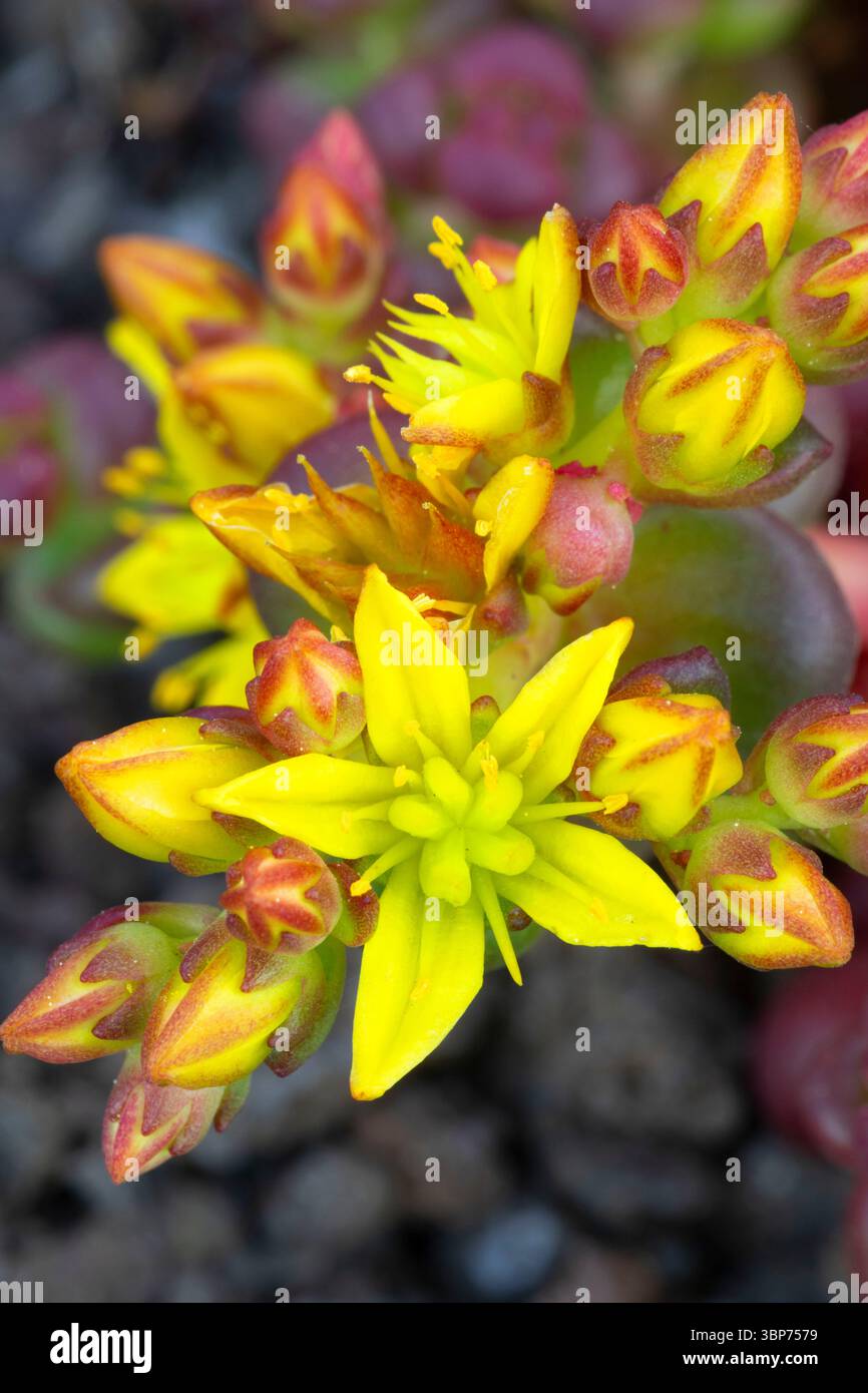 Pacific stonecrop (Sedum divergens) along Iron Mountain Trail ...