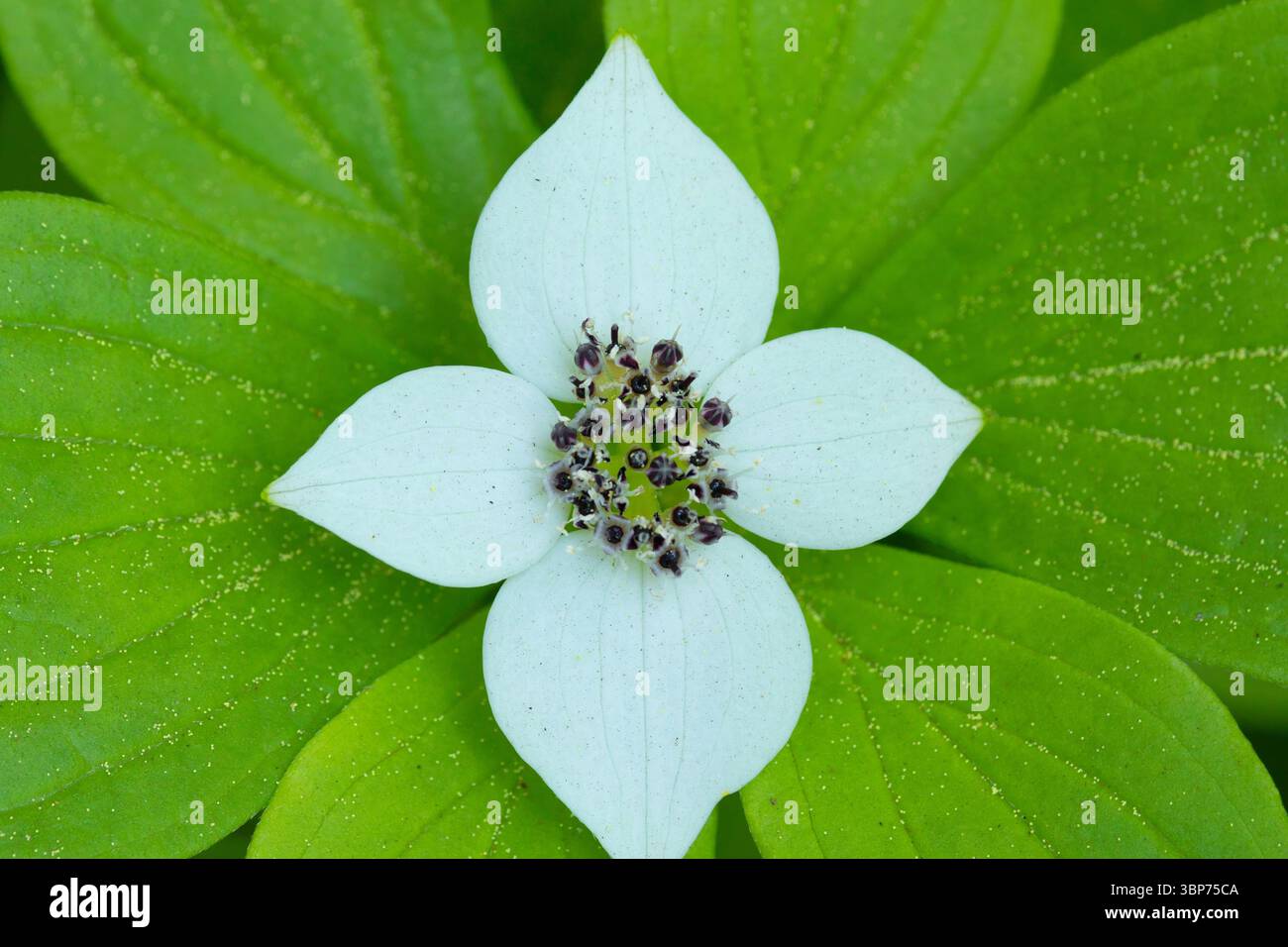 Western bunchberry (Cornus canadensis) along Iron Mountain Trail ...