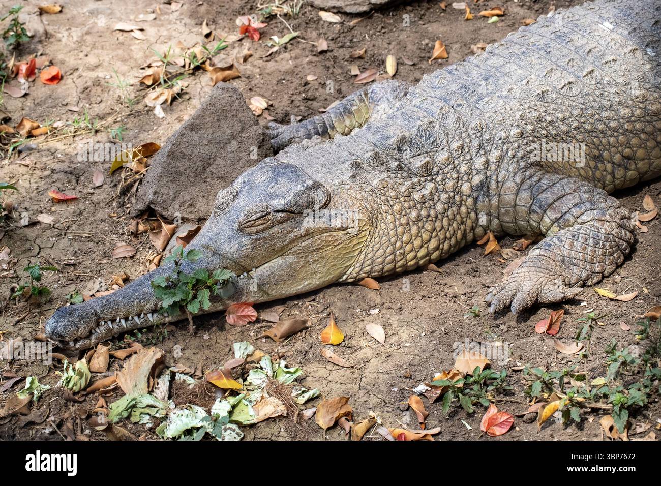 Central African Slender-snouted Crocodile basking Stock Photo - Alamy