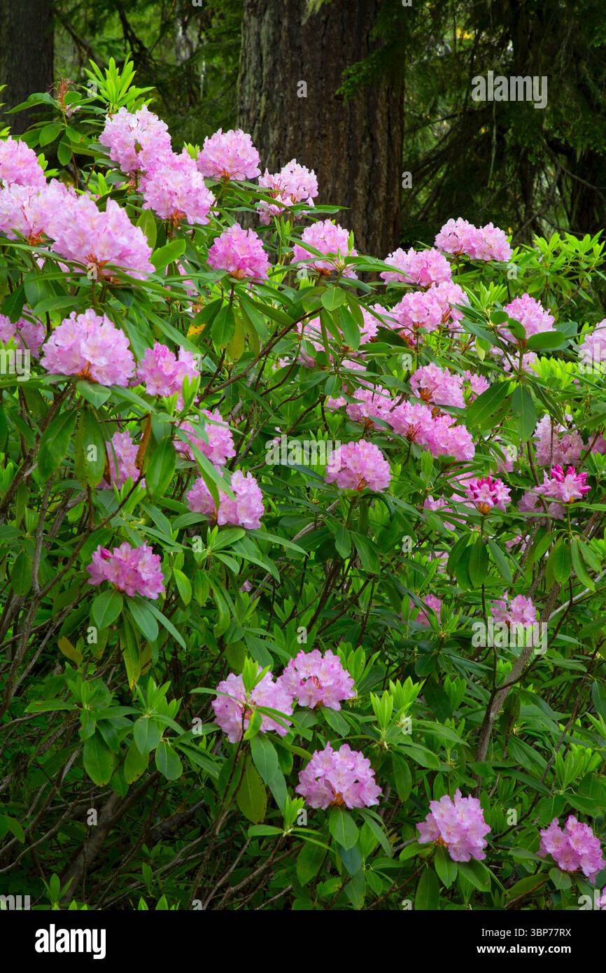 Pacific rhododendron (Rhododendron macrophyllum) along Daly Lake Trail ...