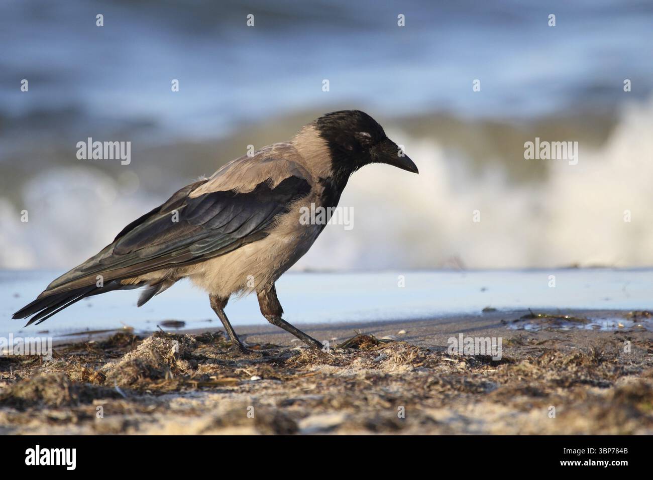 Hooded crow corvus corone sea hi-res stock photography and images - Alamy