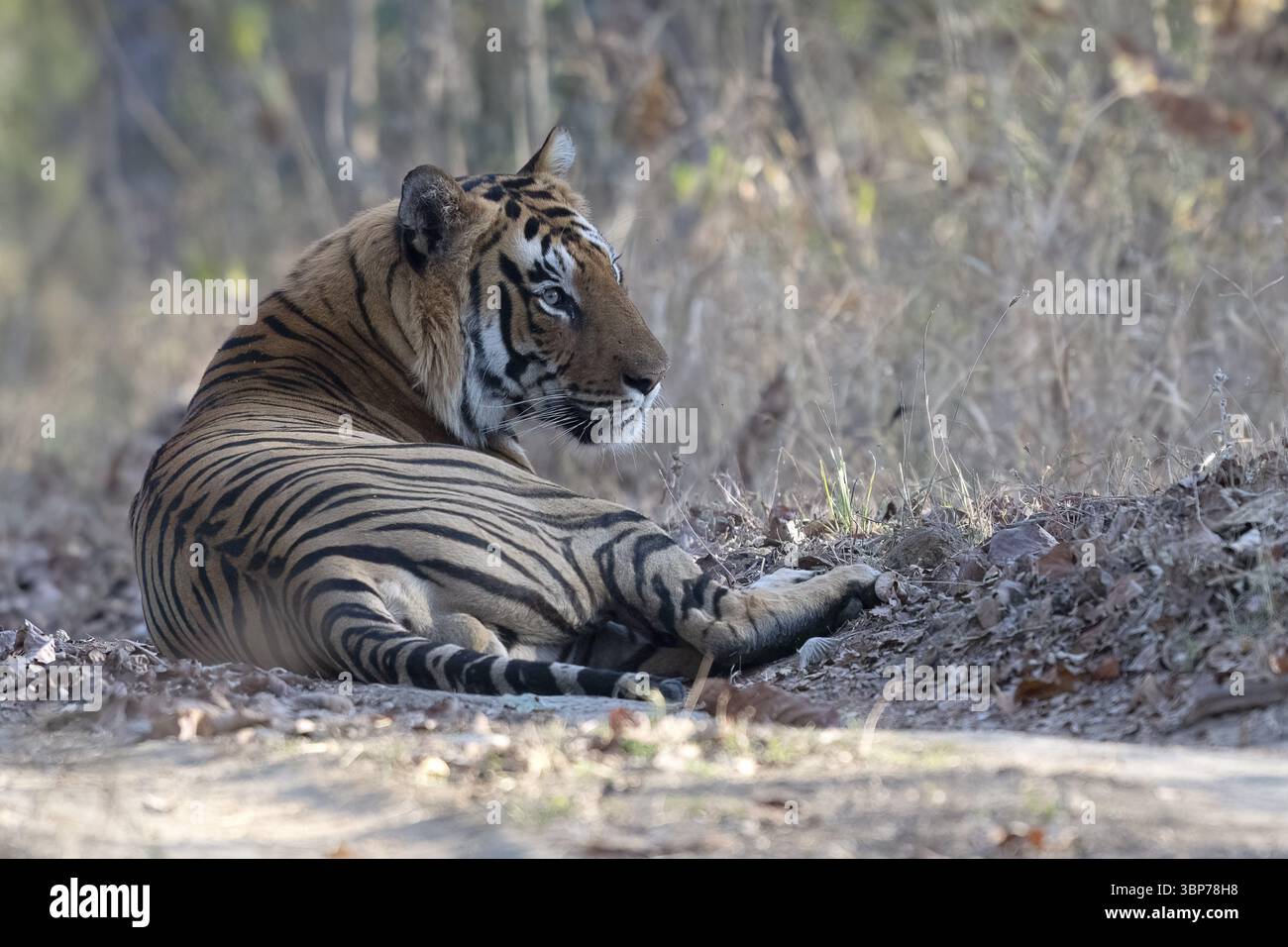 Tiger (Panthera tigris), Bengal tiger or Indian tiger, big cat ...