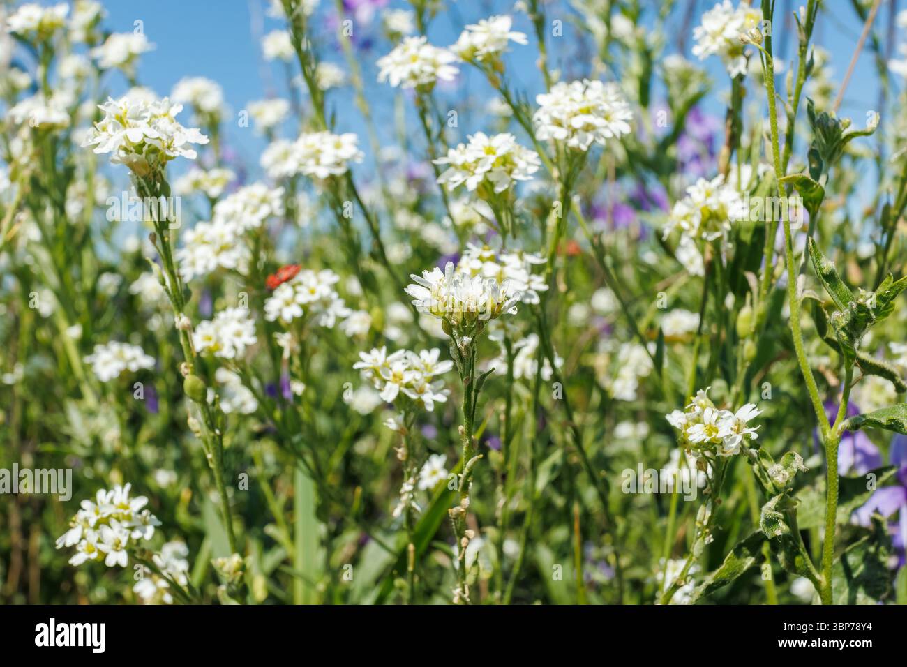 Close-up of Berteroa incana, also known as hoary alyssum, blooming with ...
