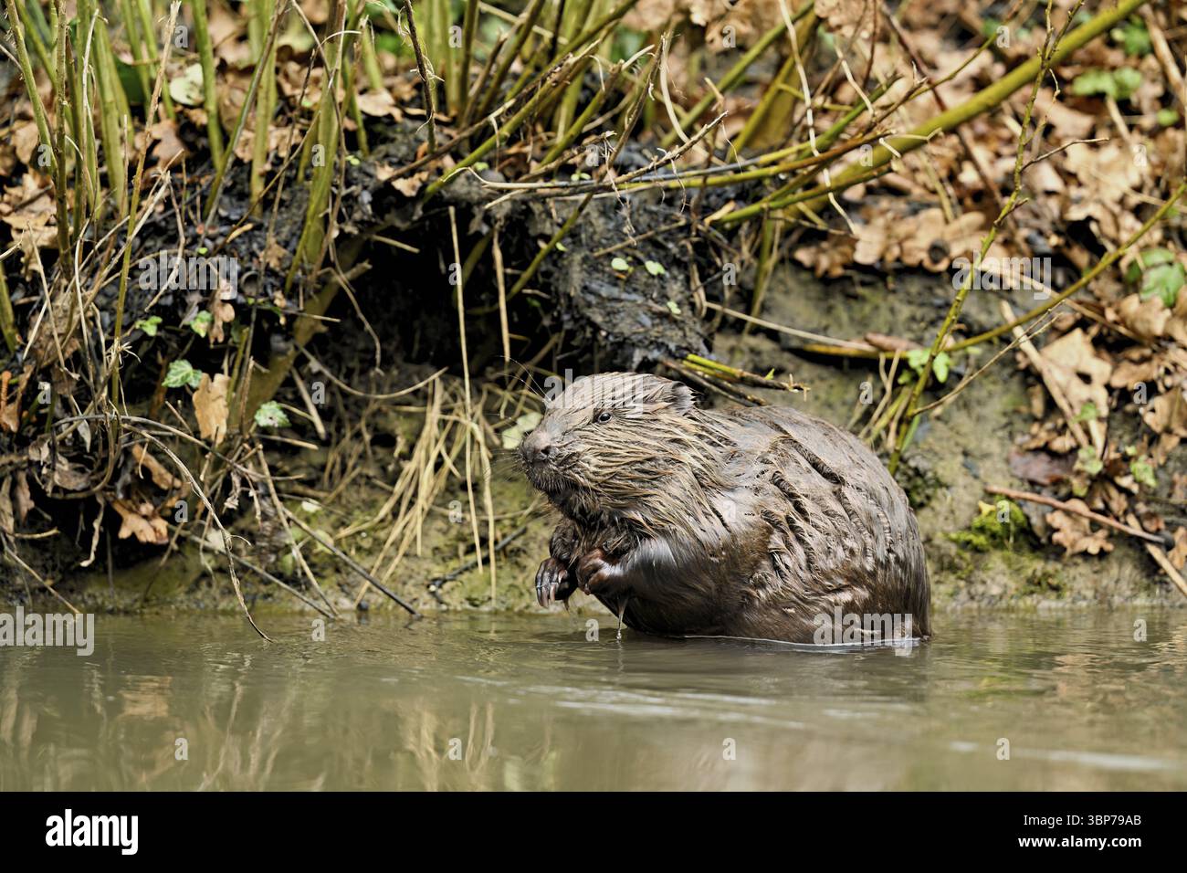Eurasian beaver, European beaver (Castor fibre), sitting in water ...