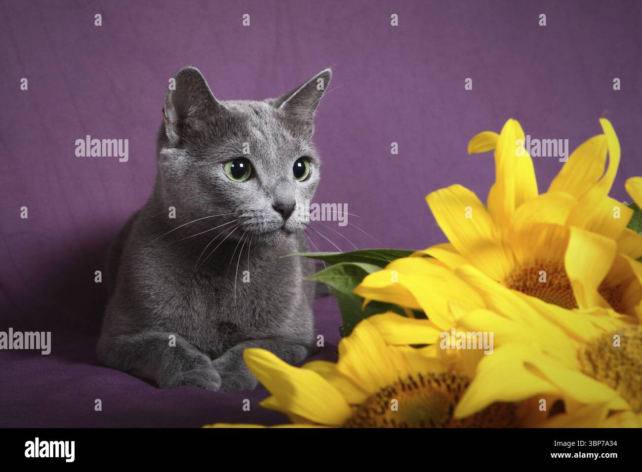 Russian blue cat sits behind the flowers of sunflowers Stock Photo - Alamy