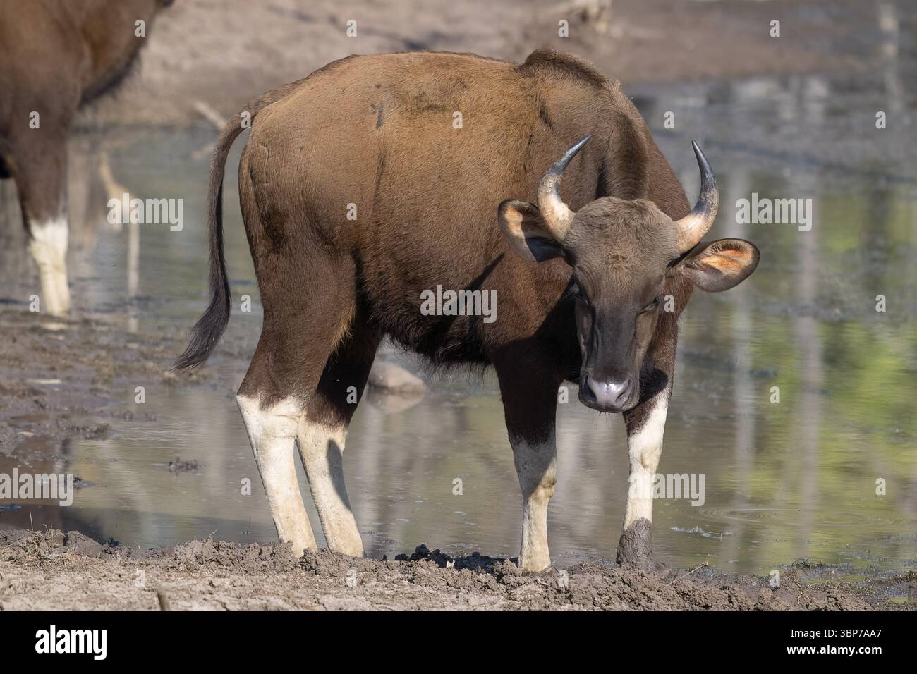 Gaur (Bos gaurus), cattle (Bovini), Indian bison, Satpura National Park ...