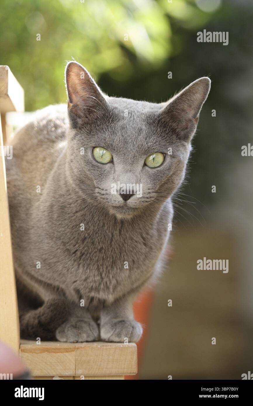 Russian blue cat in the garden Stock Photo - Alamy