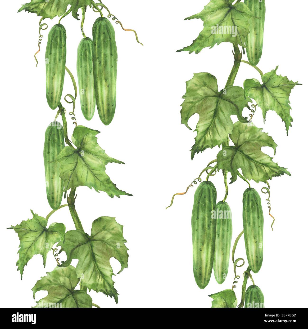 Cucumbers plant branch seamless pattern Growing Vegetables with green ...