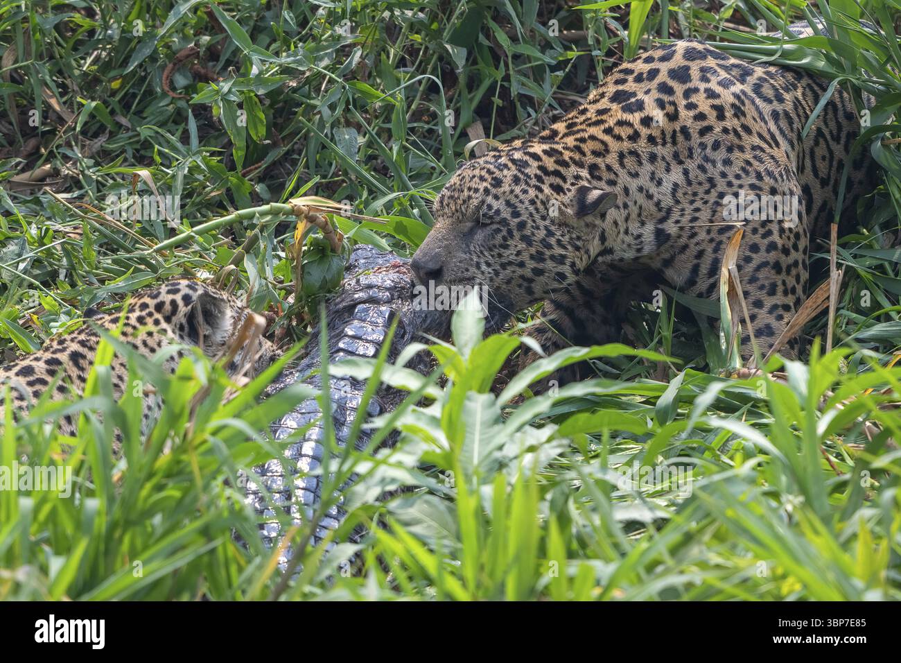 Jaguar (Panthera onca), spectacled caiman (Caiman crocodilus yacara ...