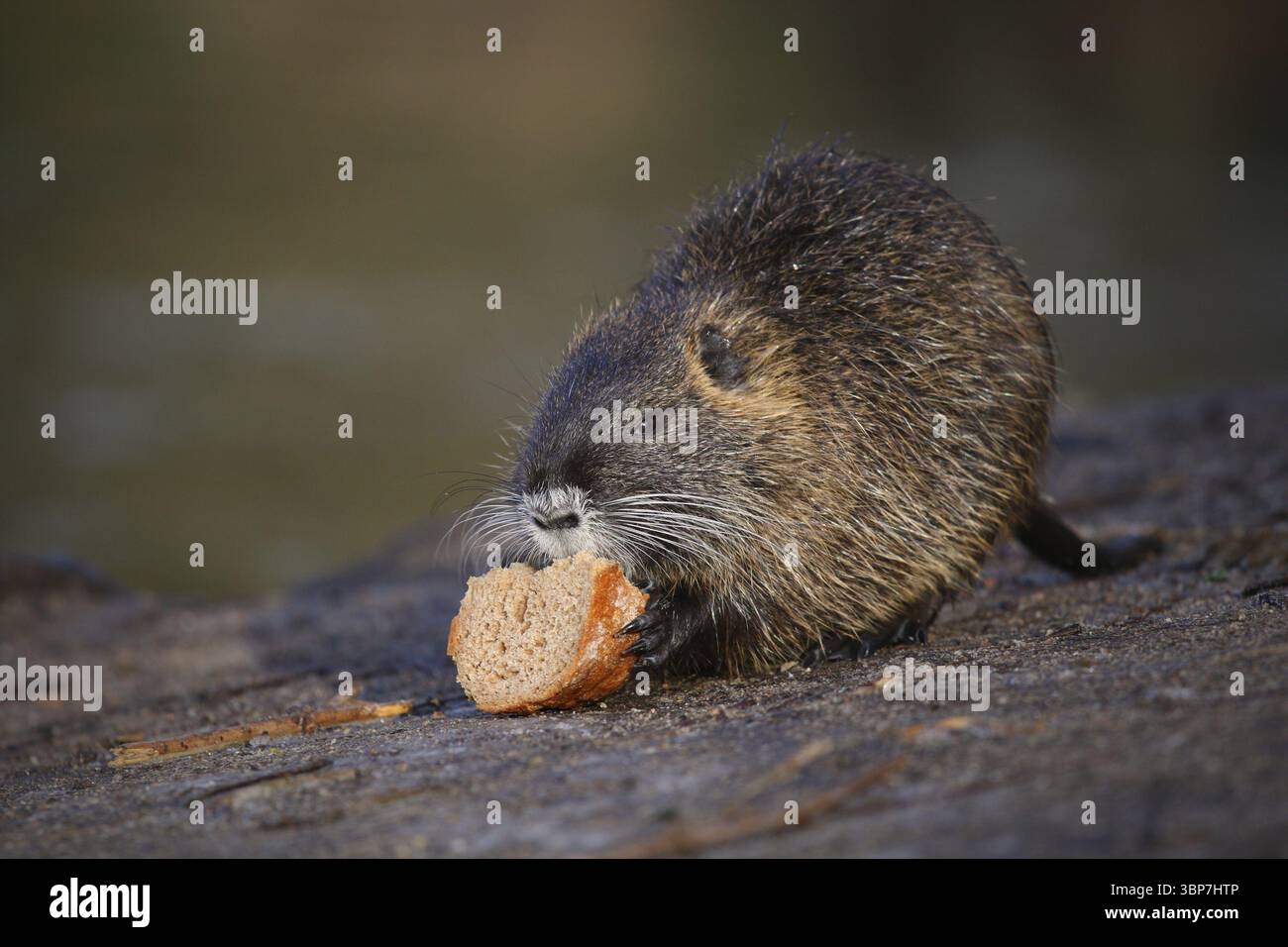 A young nutria eats from a loaf of bread Stock Photo - Alamy