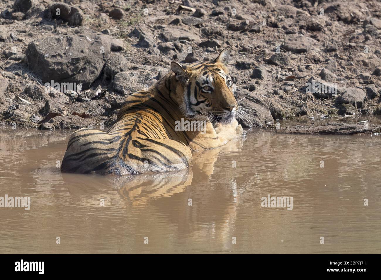 Tiger (Panthera tigris), Bengal tiger or Indian tiger, big cat ...