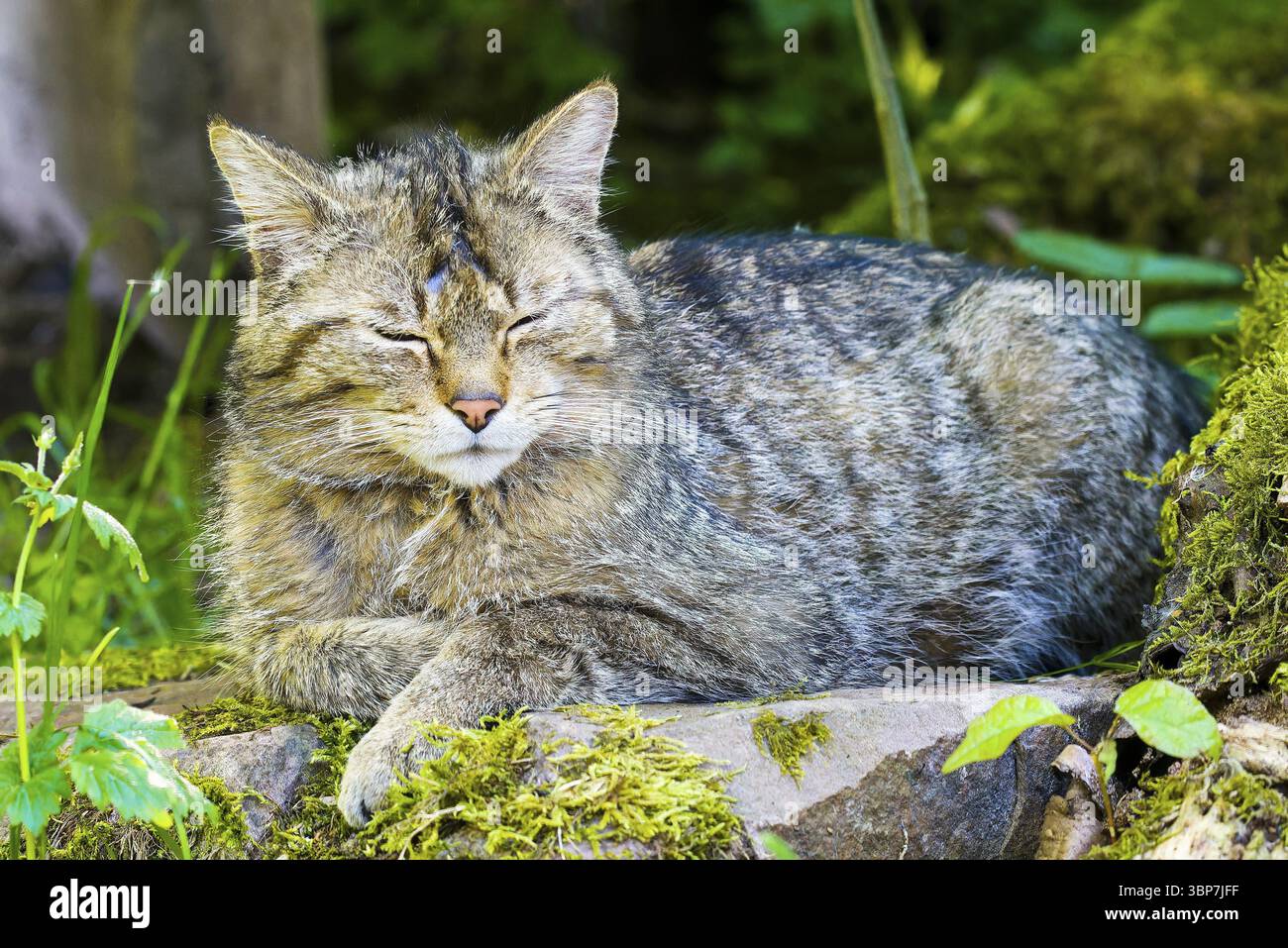 Male European wildcat. Maennchen der Europaeischen Wildkatze Stock ...